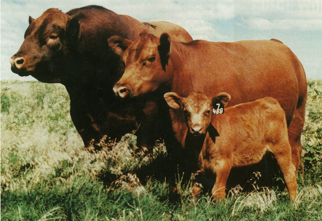 The History Of Red Angus - Chiefline Red Angus